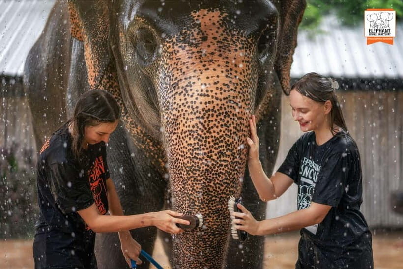 From Phuket: Elephant Jungle Sanctuary Feed and Shower Trip - The Value of This Experience