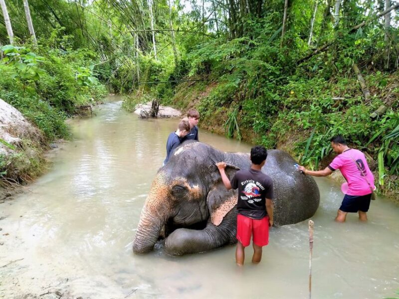From Phuket: Elephant & Sea Turtle Conservation Private Tour - FAQs