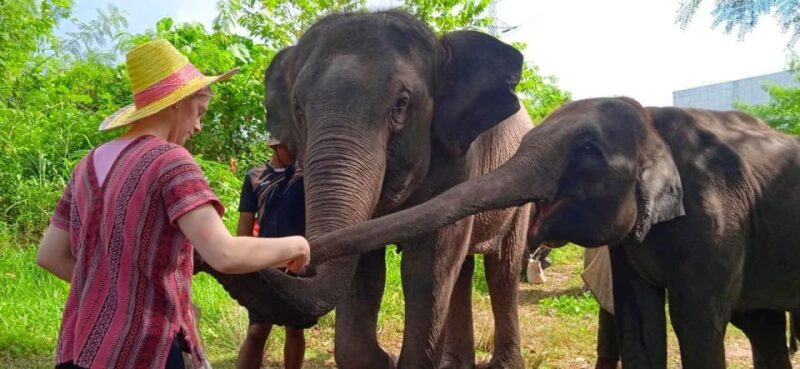 From Phuket: Ethical Elephant Interactive Trek and Tour - What to Expect — Practical Details