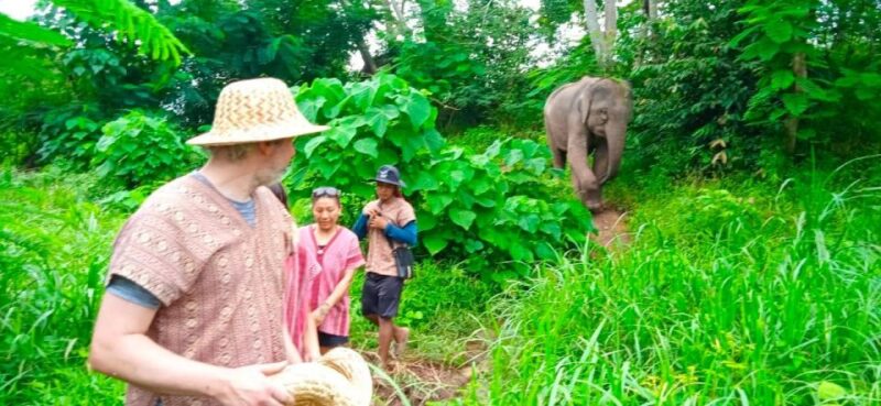 From Phuket: Ethical Elephant Interactive Trek and Tour - FAQ