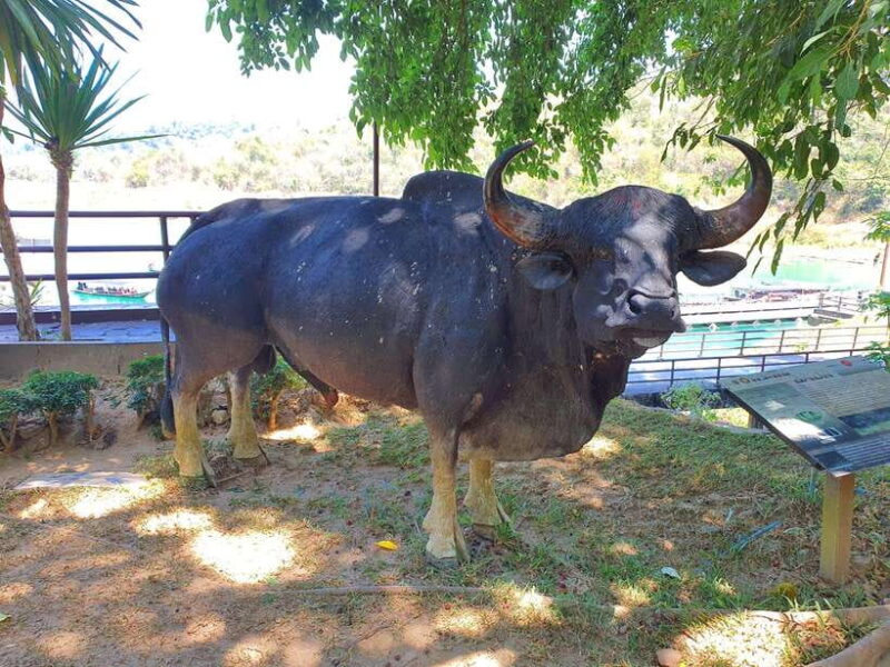 From Phuket : Explore Cheow Lan Lake Khao Sok : All Included - Activities in the Afternoon