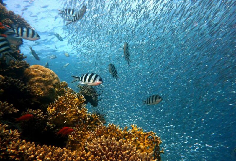 From Phuket: Full-Day Similan Island Scuba Diving Day Trip - FAQs