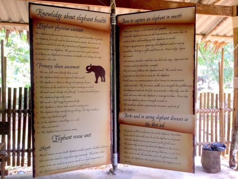 From Phuket & Khao Lak: Elephant Care with Waterfall Visit - Key Points