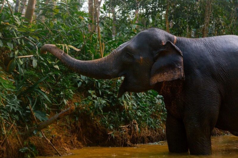 From Phuket: Khao Lak Elephant Sanctuary Full-Day Tour - Final Thoughts