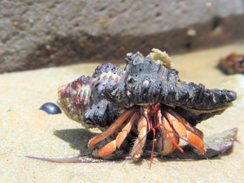 From Phuket/Khaolak: Surin Islands Snorkeling Day Trip - Final Words