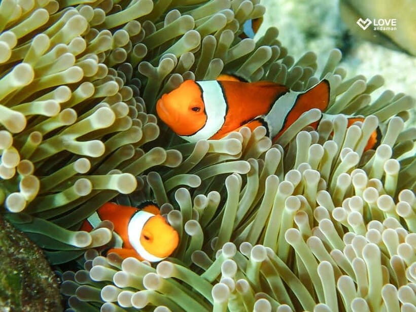 From Phuket or Khaolak: Surin Islands Day Trip - Who Will Love This Tour