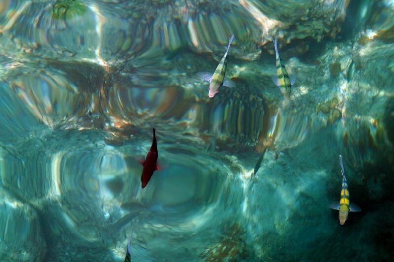 From Phuket: Phi Phi and Maya Bay Snorkeling by Speedboat - Key Points