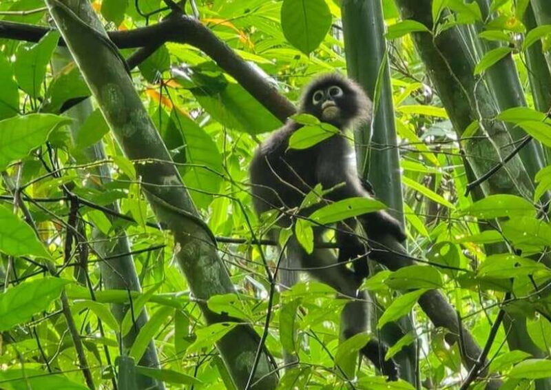 From Phuket : PRIVATE : The BEST of Khao Sok Lake & Rafting - Frequently Asked Questions