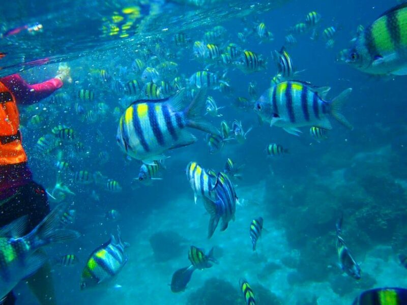 From Phuket: Racha Islands Private Speedboat Tour - Who Will Love This?