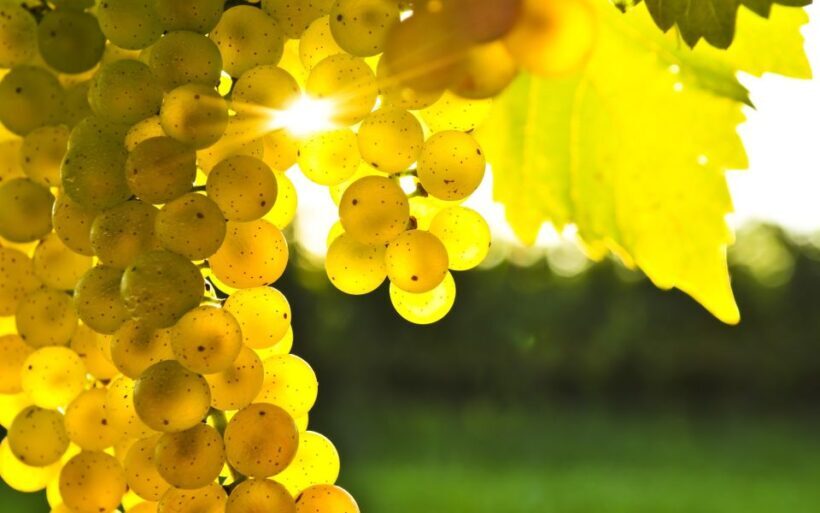 From Picton: Marlborough Wine Trip Shore Excursion - Final Recommendation