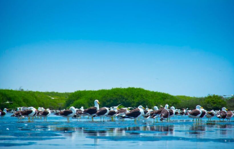 From Piura | Tour to Sechura and Sandboarding - Introduction to the Experience