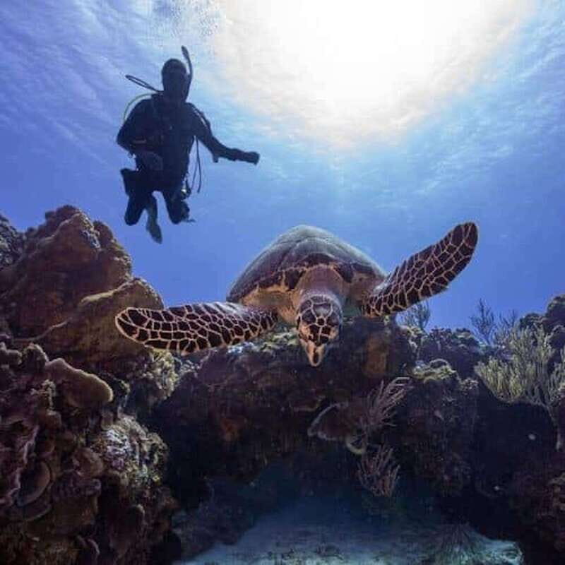 From Playa del Carmen: Cozumel Diving Adventure - Why This Tour Stands Out