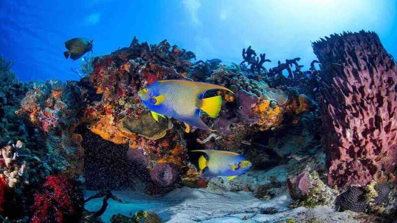 From Playa del Carmen: Cozumel Diving Adventure - Who Is This Tour Best For?