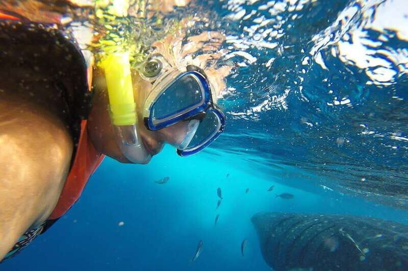 From Playa del Carmen: Whale Shark Tour - A Complete Breakdown of the Experience