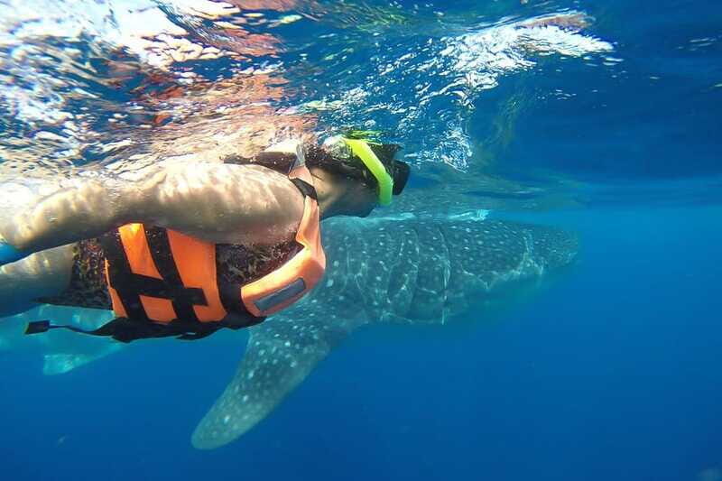 From Playa del Carmen: Whale Shark Tour - Final Thoughts