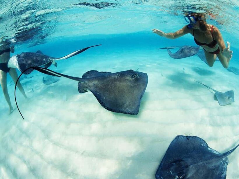 From Playa del Carmen: Xcaret Plus Park, the complete experience - How the Day Unfolds