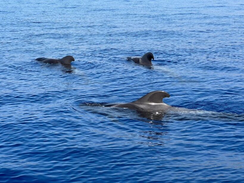 From Playa San Juan: Whale Watching, Gigantes, and Masca Bay - What Reviewers Love