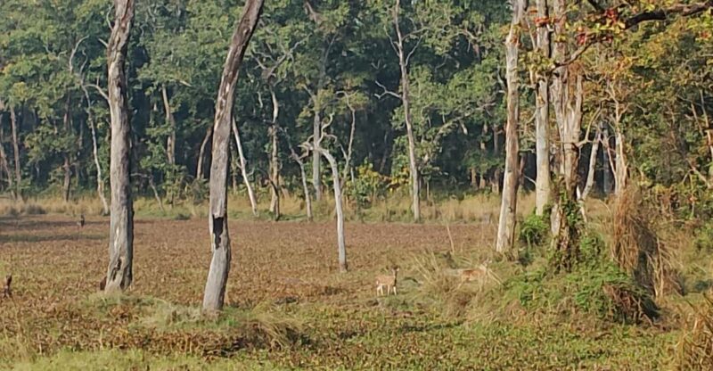 From Pokhara: 3 Day 2 Night Wildlife Chitwan Tour Package - Who is This Tour Best For?