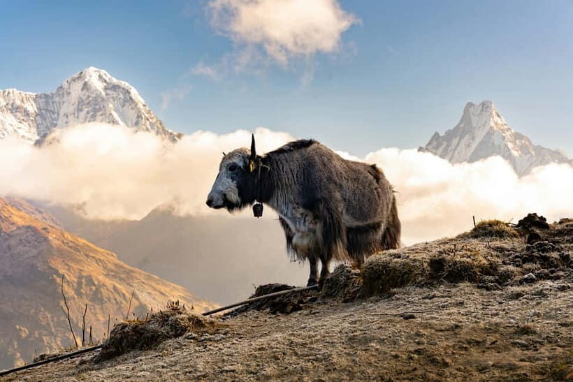 From Pokhara: 4-Day Mardi Himal Base Camp Trek - Who Will Love This Trek?