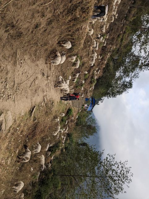 From Pokhara: 5-Day Annapurna Base Camp Trek - Detailed Review of the 5-Day Annapurna Base Camp Trek from Pokhara