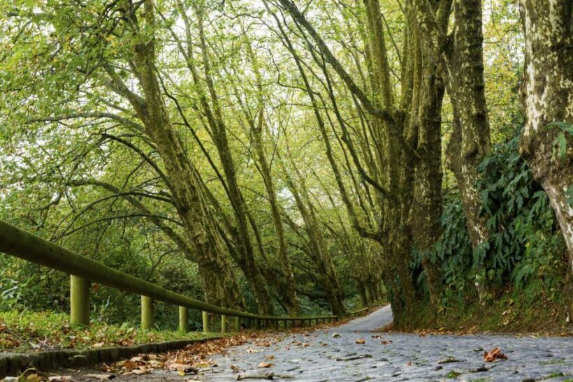 From Ponta Delgada: Guided Walking Tour to Salto do Cabrito - Introduction: What’s on Offer?