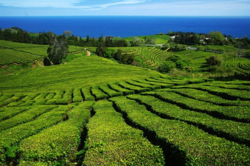 From Ponta Delgada: Lagoa do Fogo & Hot Springs Day Trip - Who Should Consider This Tour?