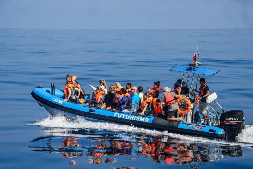 From Ponta Delgada: Whale and Dolphin Watching Trip - Uncovering the Secrets of the Atlantic: Ponta Delgada’s Whale and Dolphin Watching Tour