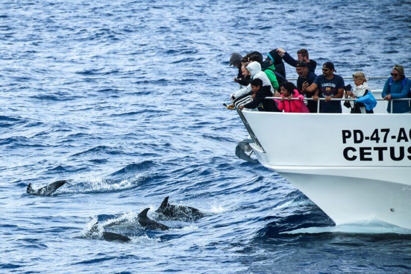 From Ponta Delgada: Whale and Dolphin Watching Trip - What You Can Expect from the Experience