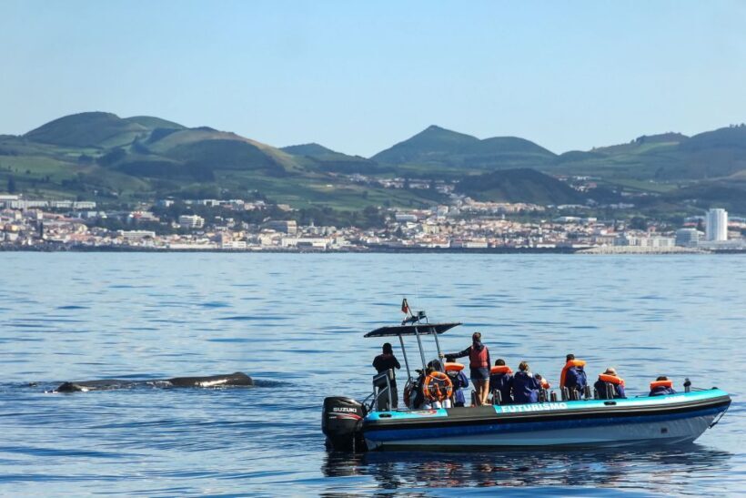 From Ponta Delgada: Whale and Dolphin Watching Trip - Analyzing the Value