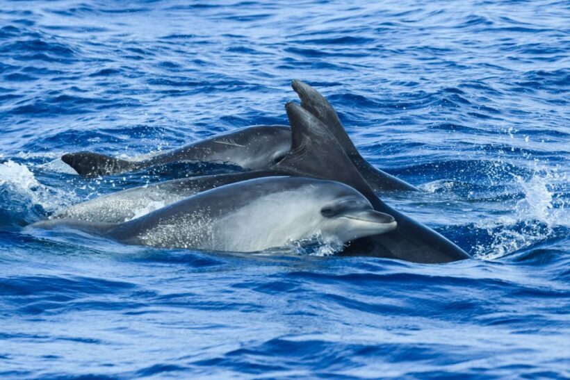 From Ponta Delgada: Whale and Dolphin Watching Trip - What the Reviews Tell Us