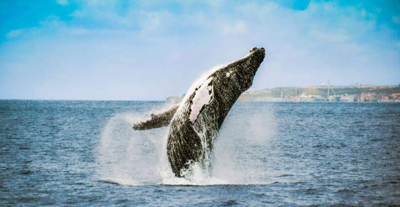 From Ponta Delgada: Whale and Dolphin Watching Trip - Who Will Love This Tour?