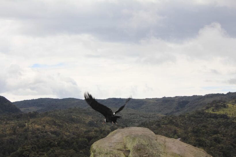 From Popayán: Day Trip to Puracé National Park - Who Is This Tour Best For?