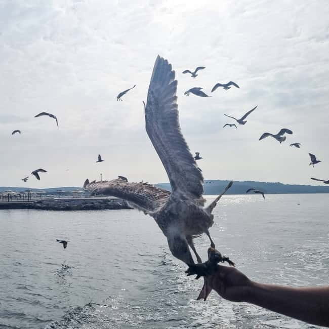 From Pore: Boat Day Trip to Rovinj with Fish Lunch - Who Will Love This Tour?