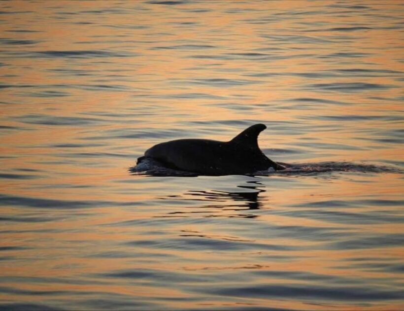 From Pore: Evening Dolphin Cruise with Welcome Drink - What to Expect on the Tour