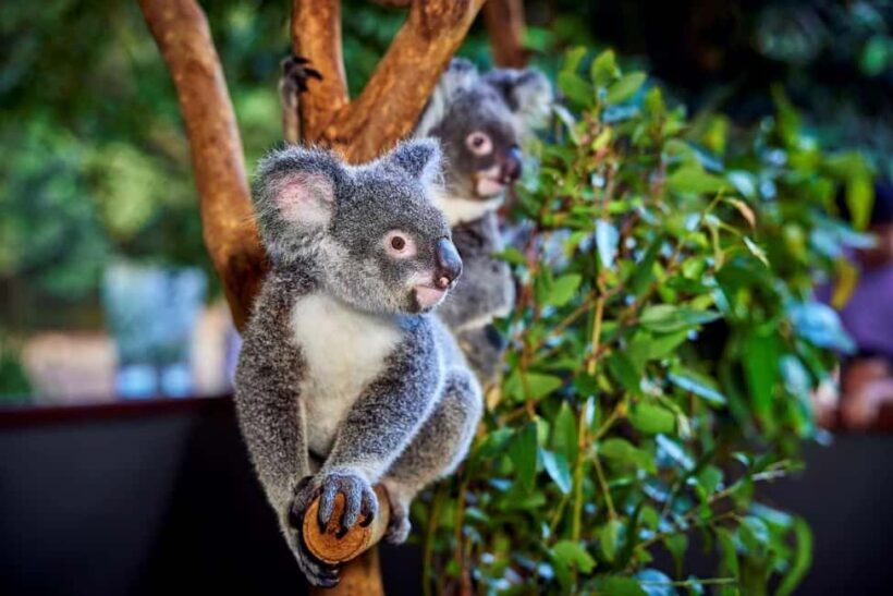 From Port Douglas: Hartley's Crocodile Park, Skyrail & Train - Key Points