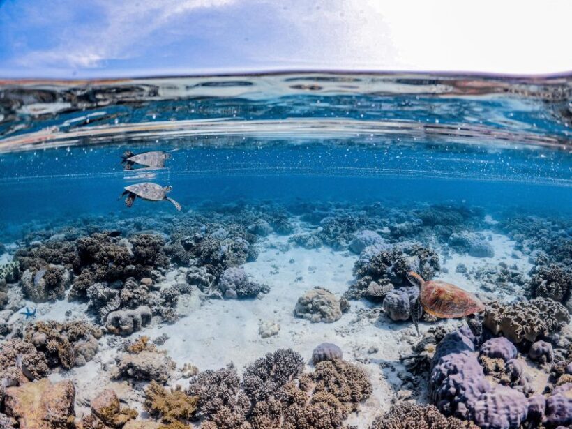 From Port Douglas: Outer Reef Cruise by Luxury Catamaran - FAQ