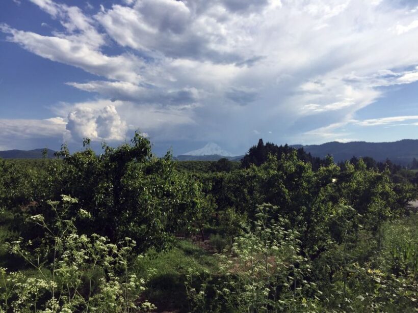 From Portland: Mt Hood, Hood River Valley and Columbia Gorge - Return to Portland