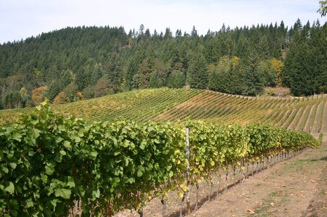From Portland Private Willamette Valley Wine Tour - Detailed Review of the Experience