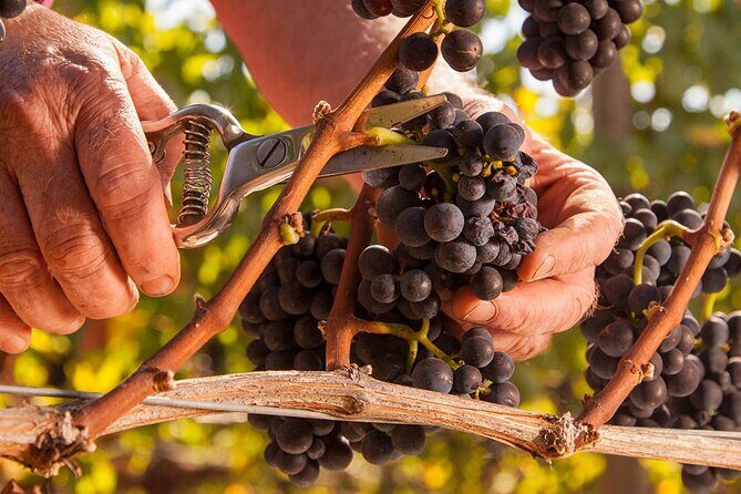 From Portland Private Willamette Valley Wine Tour - The Sum Up