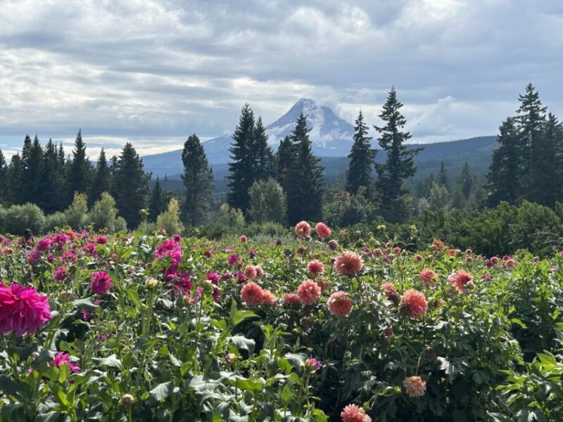 From Portland: Waterfalls, Mt Hood, and Wine Day Tour - Wineries and Tasting Experience