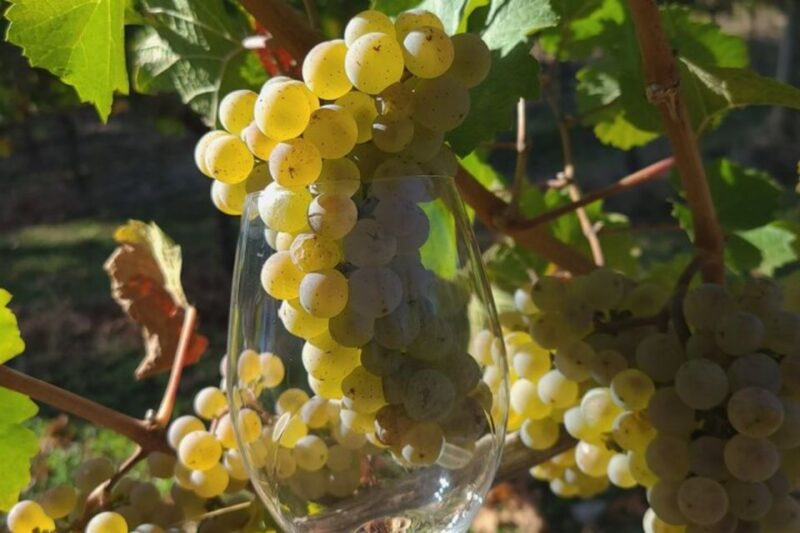 From Portland: Willamette Valley Full-Day Wine Tour - The Cost and Value