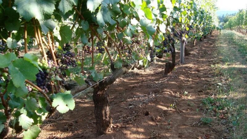 From Portland: Willamette Valley Full-Day Wine Tour - FAQ