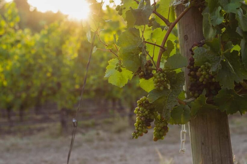 From Portland: Willamette Valley Wine Tasting Tour - An Inviting Introduction to Oregon Wine Country