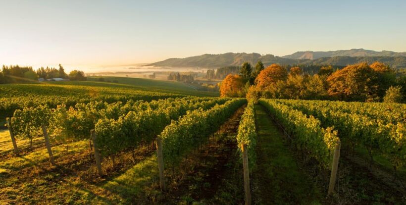 From Portland: Willamette Valley Wine Tasting Tour - What Do the Wineries Offer?