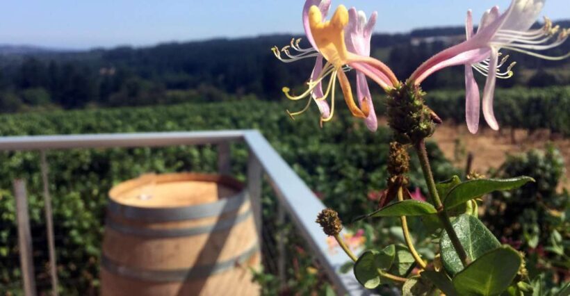 From Portland: Willamette Valley Wine & Whisky - A Closer Look at the Tour Experience