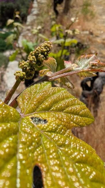 From Porto: 2 Wine Regions, Farm-to-Table Lunch & Boat - Analyzing the Value