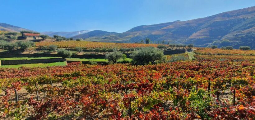 From Porto Day Douro Valley Wine Tour 2 Wineries & Lunch - Final Thoughts