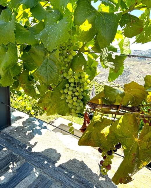 From Porto: Douro Valley Private Tour w/ 3 Wineries & Lunch - Is This Tour Right for You?