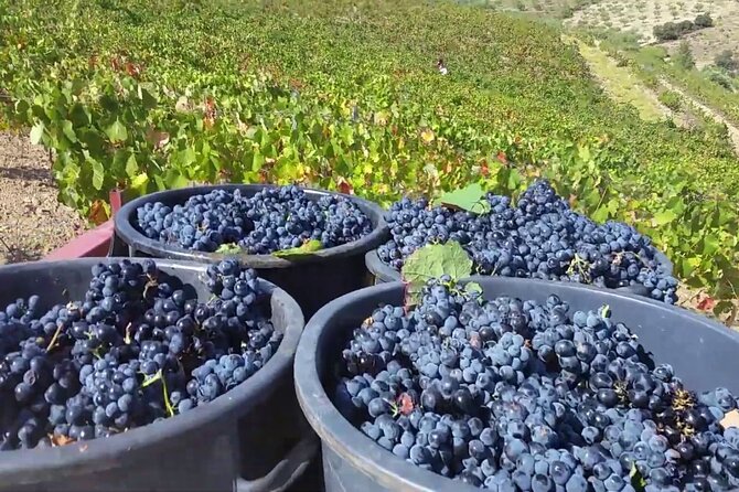 From Porto: Douro Valley Tour With 2 Wineries, Lunch and Cruise - Indulging in Local Wines and Olive Oils
