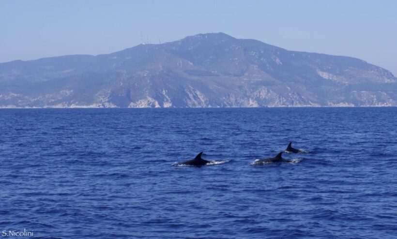 From Porto Ercole: Giannutri Island Snorkeling Boat Trip - The Value of This Tour